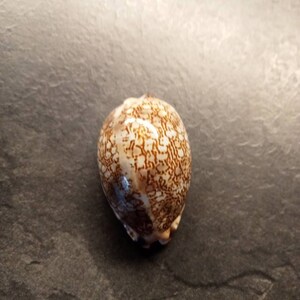 20 Different Species of Olive Shells for Collection With Identification ...