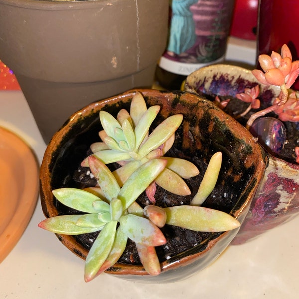 Graptosedum “francesco Baldi”, Darley Sunshine, Hardy Succulents ...