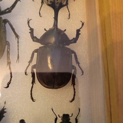 Trigonophorus Rothschildi Chinese Jade Flower Scarab Beetle Green Real ...