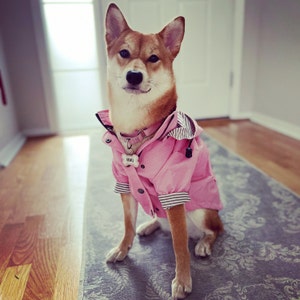 Off White Dog Hoodie // Lightweight Dog Coat // Multiple Sizes | Etsy