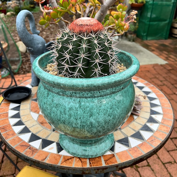 Melocactus Curvispinus Live Rooted Cactus From Seed Grown - Turk's Cap ...