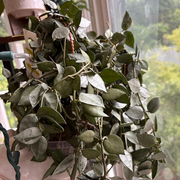 Twisted Copper Spider Web Trellis - Spider Gemstone Plant Trellis- Hoya ...