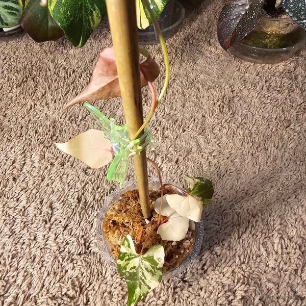 Fallopia Multiflora Variegated; Albo Reynoutria - Exact Plant; Multiple ...