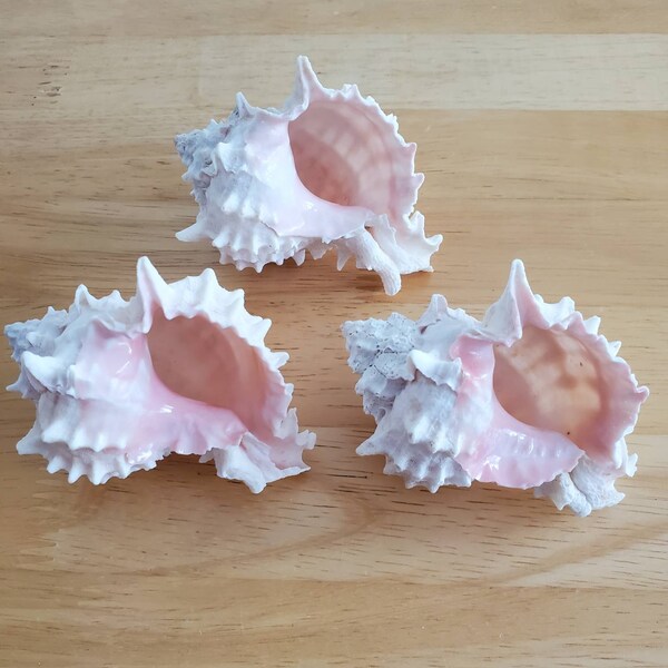 Pink Murex Shell, 3-4 Murex Shell, Set of 3, Pink Shells, Craft Shell ...