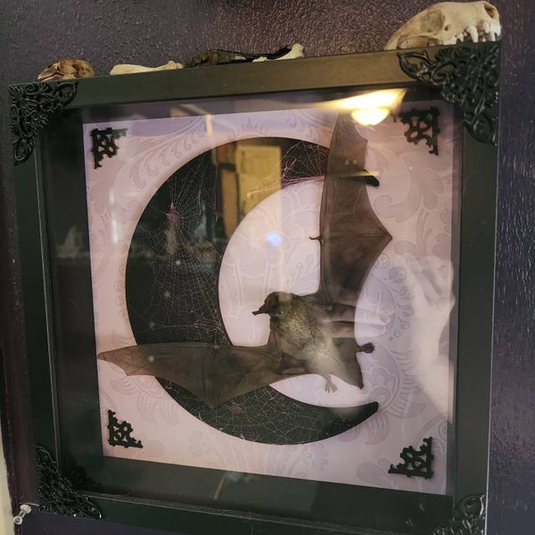 Giant Forest Scorpion LIMITED EDITION Heterometrus Laoticus Entomology ...