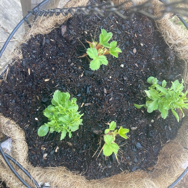 3 Blackberry Plants "triple Crown"-thornless (3 Large 1 Year Old Plug ...