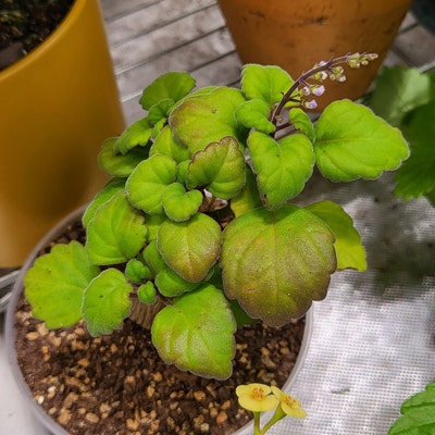 Bonsai Mint plectranthus Ernstii Caudex - Etsy