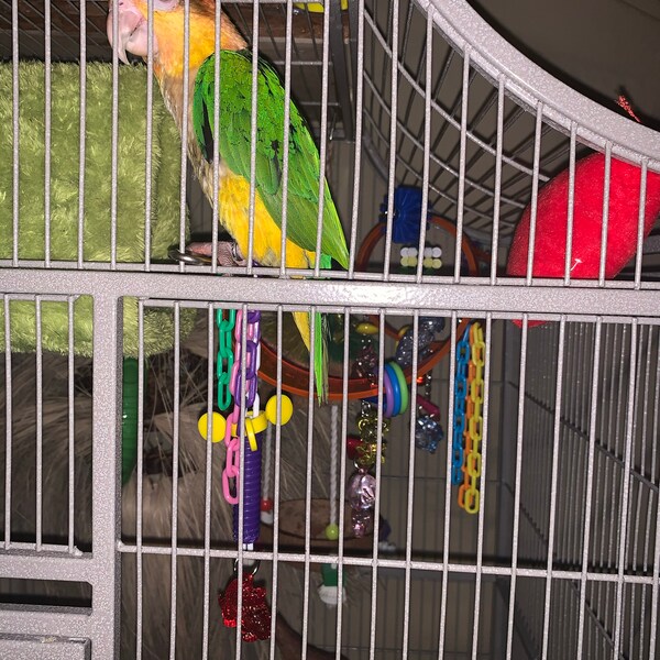 Twisty Twirly Wacky Whirly - Bird Toy, Great for Caiques, Pionus ...