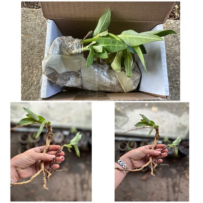 Live Pomegranate Tree Seedling Grow Your Own Pomegranate Tree 1 ...