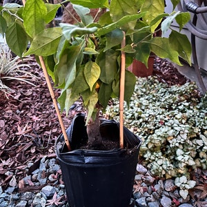 Diamond Oren Bougainvillea Plant - Etsy