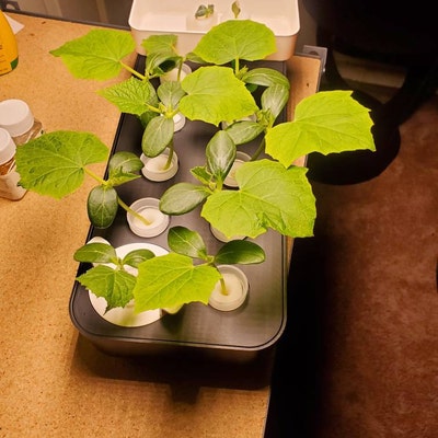 Cornichons, Parisian Pickling Cucumbers, 10 Organic Seeds, Tasty French ...