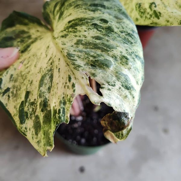 Marcus Pumpkin Avocado Tree , “cold Hardy” Grafted in 3 Gallons Pot, No ...