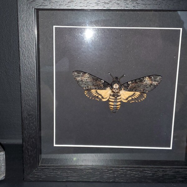Death's Head Hawk Moth on Black Background in Baroque Style Box Frame ...