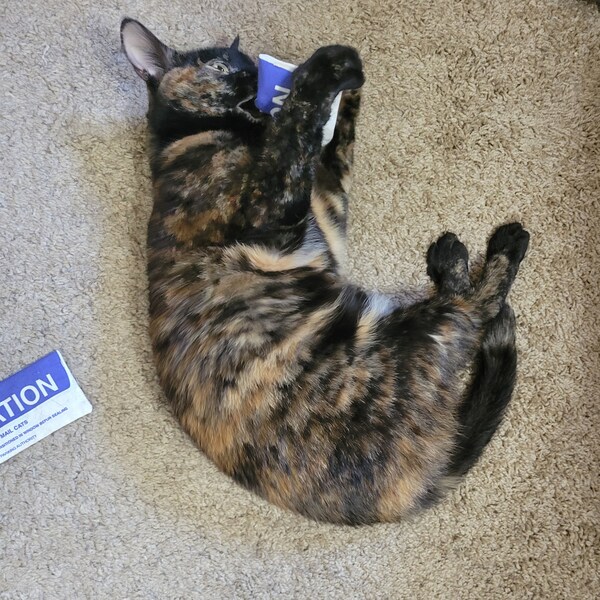 Chinese Takeout, Asian Hot Sauce Packet Catnip Cat Toy - Etsy