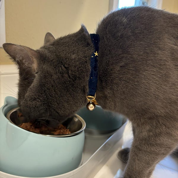 Personalized Velvet Cat Collar Leash Set, Engraved Kitties Collar Leash ...