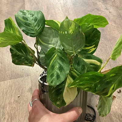 Variegated Maranta Beauty Kim 4 Pot ALL PLANTS Require You to Purchase ...