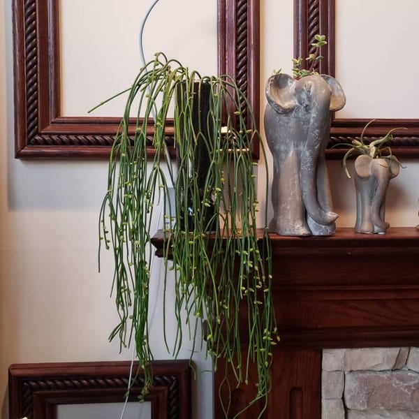 Rhipsalis Bacifera Ssp. Mauritiana “ferrari” 4 Unrooted Cuttings - Etsy