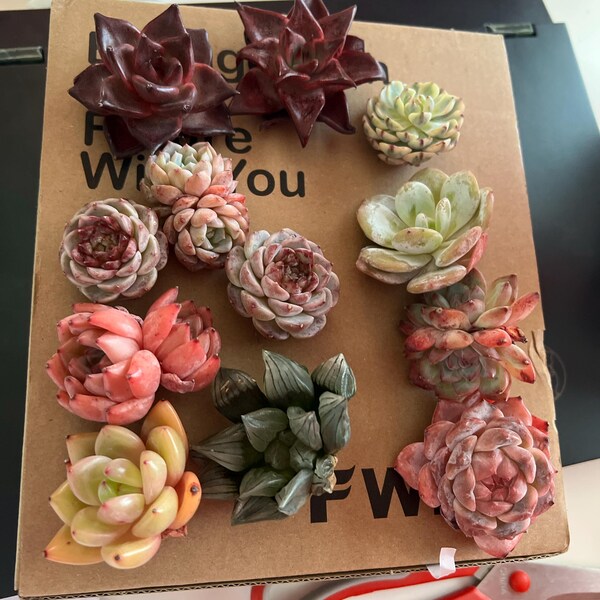 Random Mix DIY Rare Succulent Plants Live Pink Red Orange Green, 0.5-2 ...