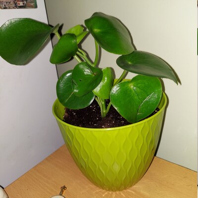 Peperomia Polybotrya Peperomia Raindrop Live Plant Rare - Etsy