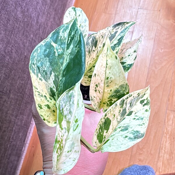 Carnival Pothos Teruno Series Epipremnum Aureum Carnival Terunoworld ...