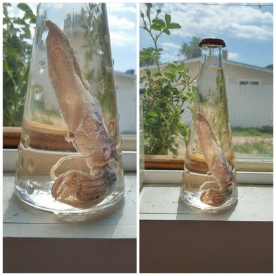 Natal Plum, Large Num Num Plant Cutting Organic Fruit Carissa ...