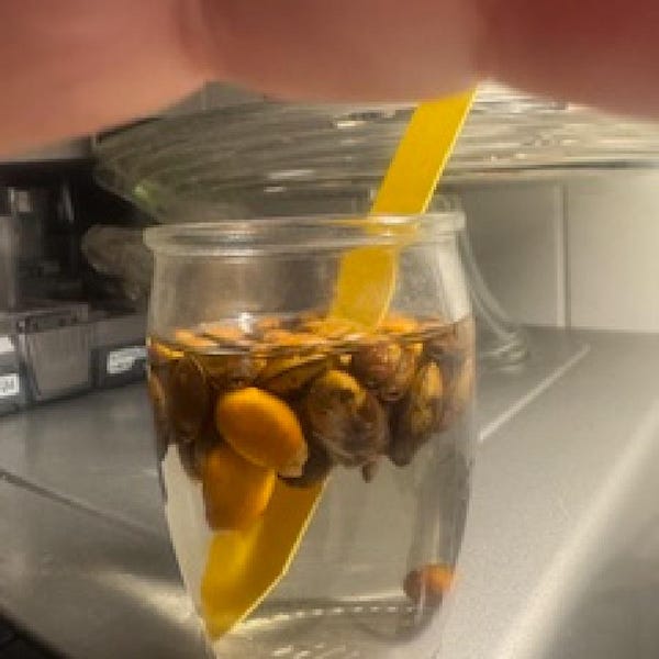 Bruce Canistel Seedling - Egg Fruit - Pouteria Campechiana - Zapote ...