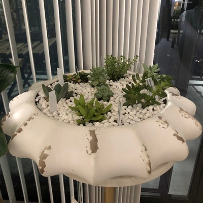 1lb White Top Dressing for Plants / Succulents - Etsy