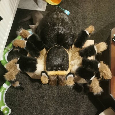 Spider Backpack Decor Tarantula Plush Insect Monster Bag Beetle Handbag ...