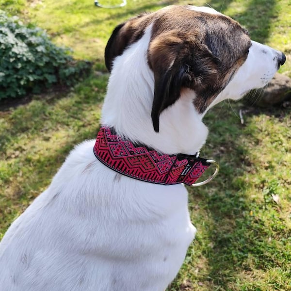 Martingale Collar, Golden Dragon, Dog Collar, Sighthound Collar, Galgo ...