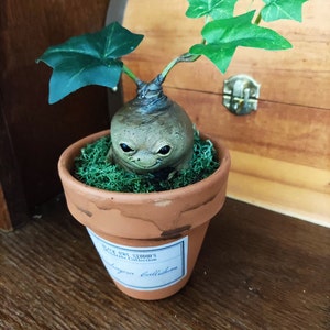 Mandrake With Pot Hand Painted - Etsy