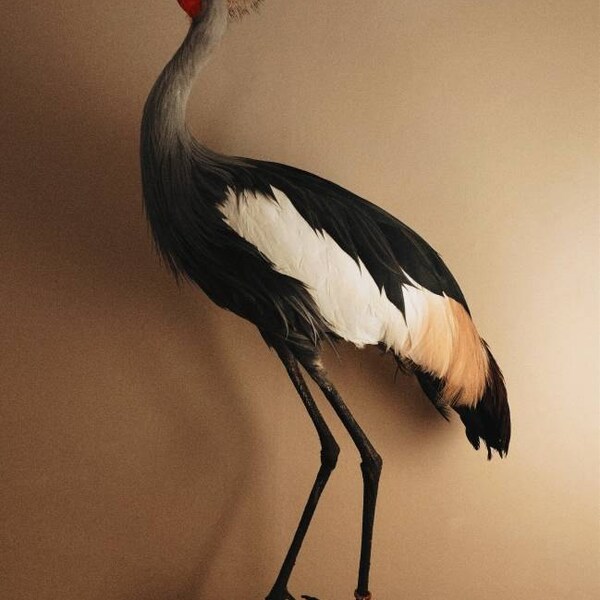 Taxidermy Bird Stuffed Bird AFRICAN SULTAN CHICKEN Porphyrio ...