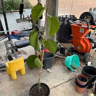 Grafted 'queen' Avocado Tree BIGGEST Avocado HUGE 30 Oz Fruit Cold ...