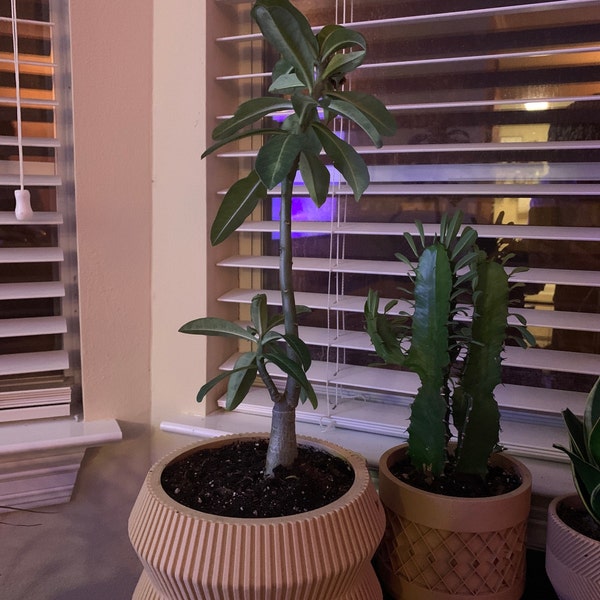 Geometric Indoor Planter - ITO - Original Planter Gift - Etsy