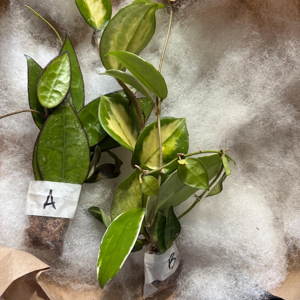 Curly Locks Orchid Epiphytic Cactus | Epiphyllum Guatemalense Monstrose ...