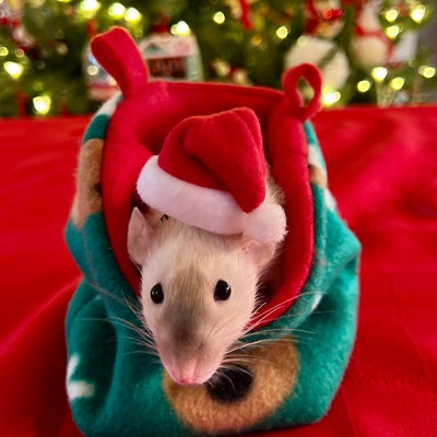 Jack O' Lantern Cape Costume for Pet Rats, Orange Cape With Black ...