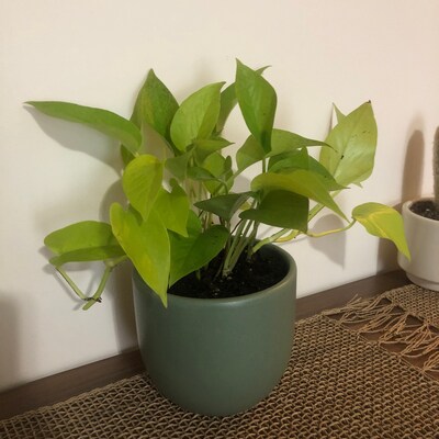 Neon Pothos, Epipremnum Aureum, Pothos, Trailing Plant, Hanging Plant ...