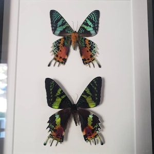 Real Framed Moth Collection Sunset Moth Display UV Glass Urania Ripheus ...
