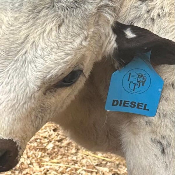 Farm Logo Customizable Cattle Ear Tag, Ritchey Cattle ID Ear Tag ...