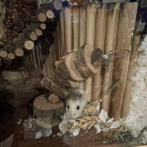 Hamster Hideout Syrian Hamster Bamboo House Hamster Supplies - Etsy