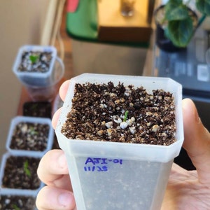 Korean Gochu Pepper Seeds - Etsy