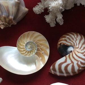 Nautilus Shell I Coastal Seashell I Coastal Decor I Large Seashell I ...