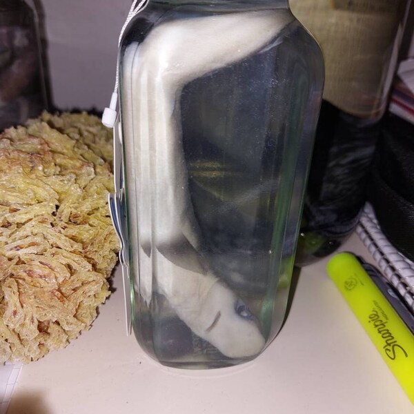 Maine Blue Mussel Shells ( 10 Shells per Order) - Etsy