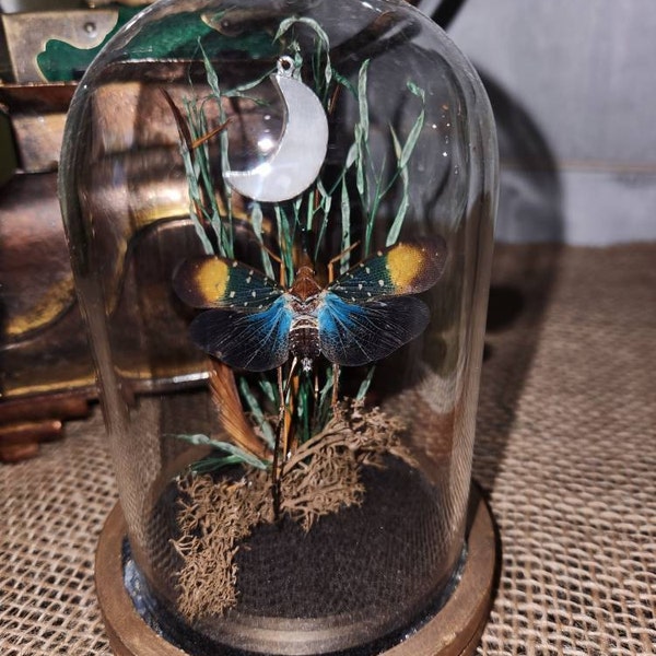 Real Blue Lanternfly, Pyrops Gunjii, Open Wings for All Your Taxidermy ...