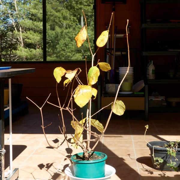 Viburnum Burkwoodii 'mohawk' Burkwood Viburnum Live Plant 4 Pot Size - Etsy