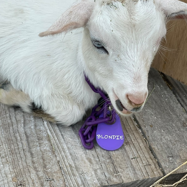 Custom Goat and Sheep Collar Tags - Etsy