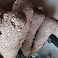 Dried Bonga Fish , Agbodo Fish 14pieces big, Wild Caught Fish, Dry Fish ...