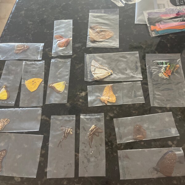 15 Real Assorted Beetles Bees Cicada Scorpion Butterfly - Preserved ...