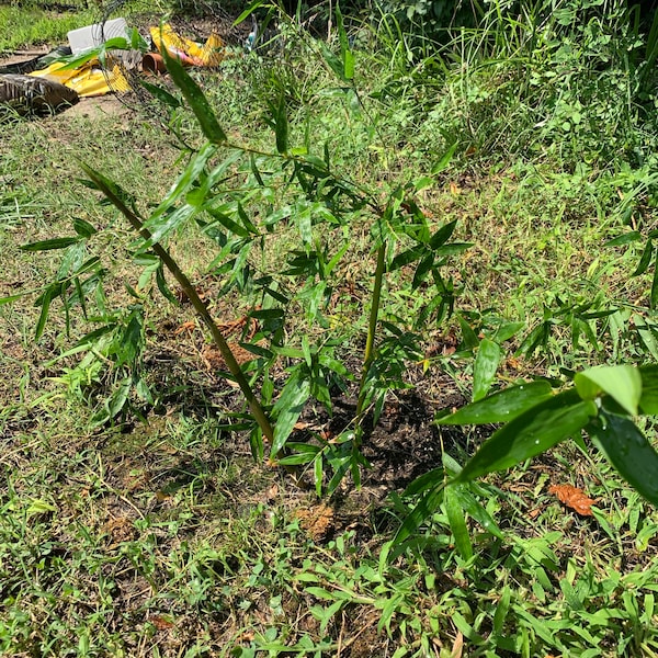 Blue Timber Clumping Bamboo/bambusa- 1 Value Priced Division - Approx ...