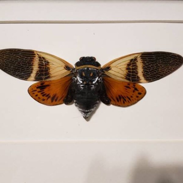 Real Lanternfly/plant Hopper Collection Pyrops Pyrorhyncha Zanna ...