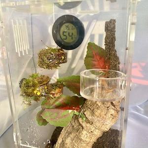 Spider Stuff Bioactive Enclosure Large 4x 4 X 8, Spider Enclosure ...